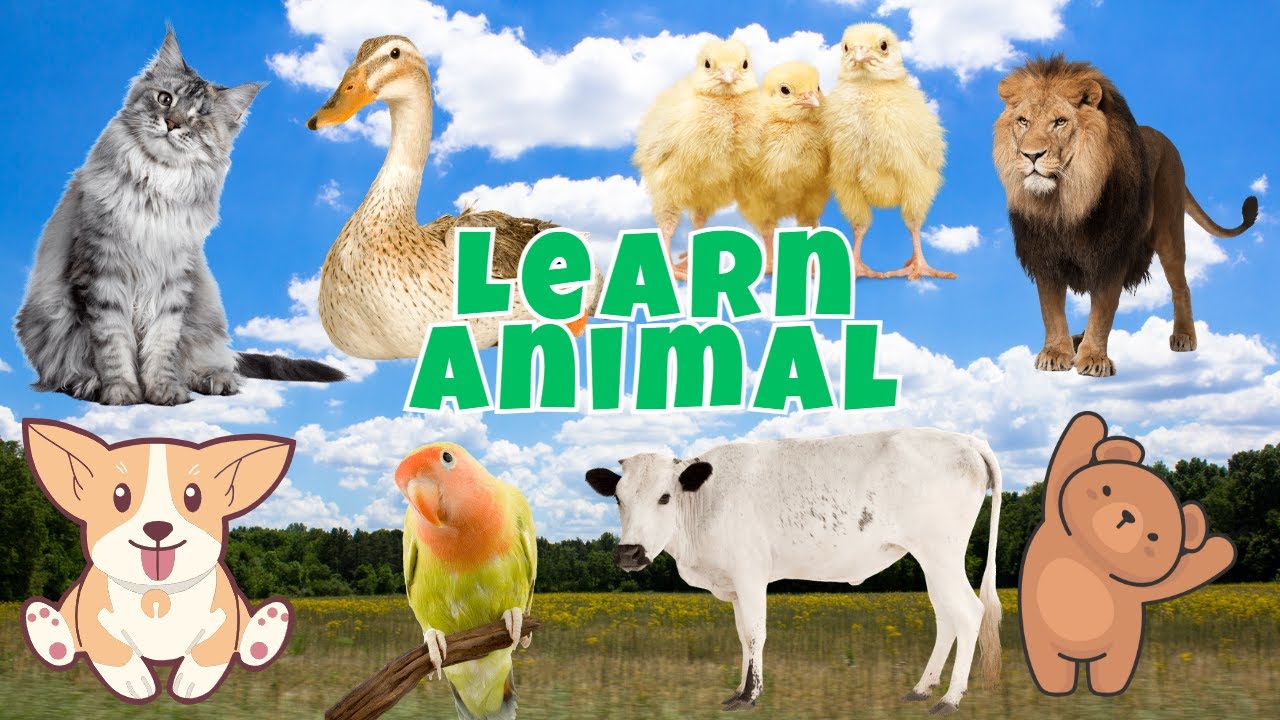 Learn Animals in World, Cat,Cow,Horse,Swan,Lion,Chicken, Cute Funny ...