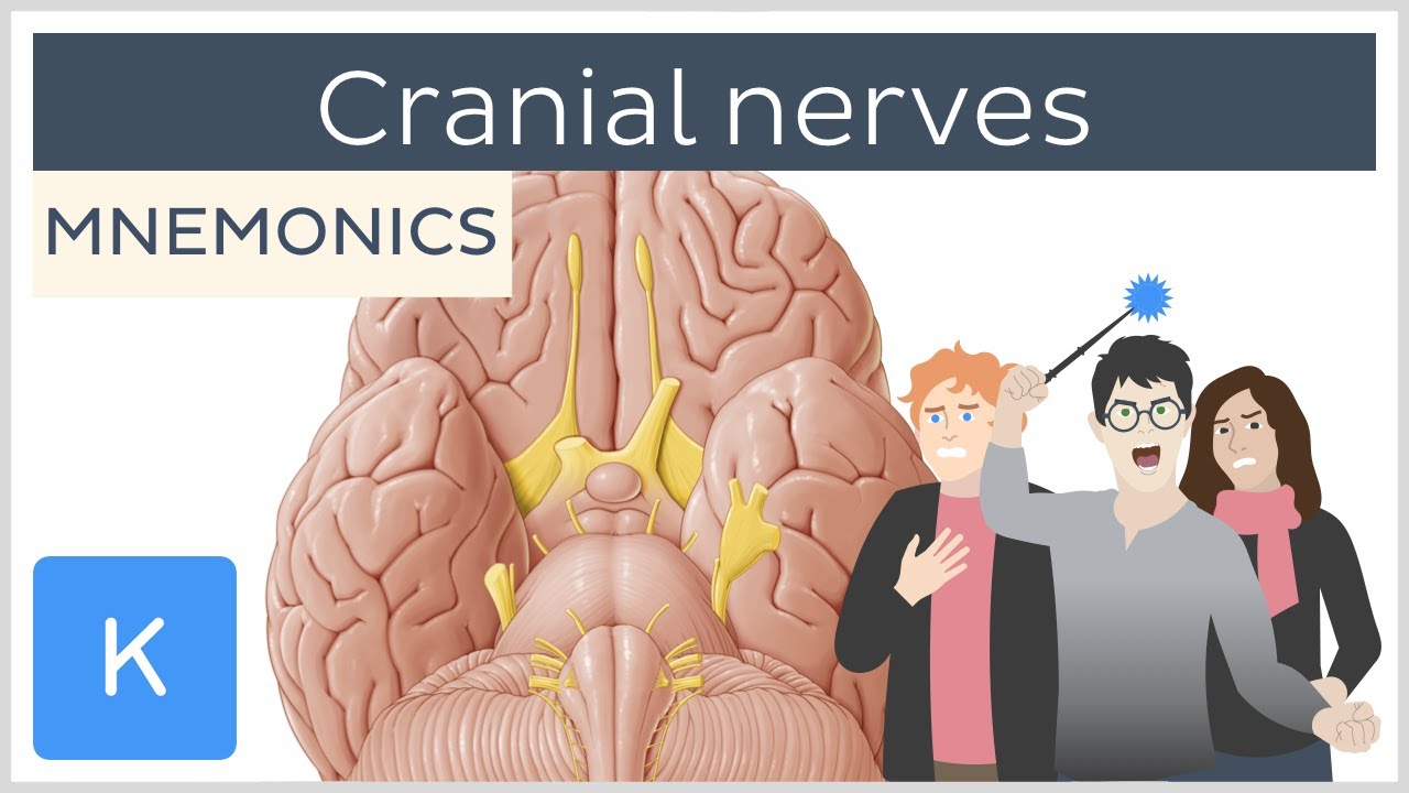 Cranial Nerves Mnemonics Names And Functions Human Anatomy Kenhub cranial-nerves-mnemonics-names-and-functions-human-anatomy-kenhub