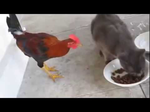Watch! How a Bold hen fight with cat to food - YouTube