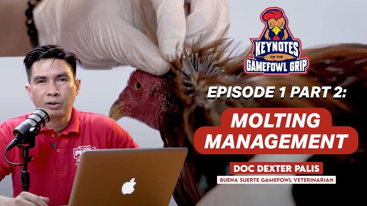 EPISODE 1 PART 2: Molting Management | Keynotes on the Gamefowl Grip ...