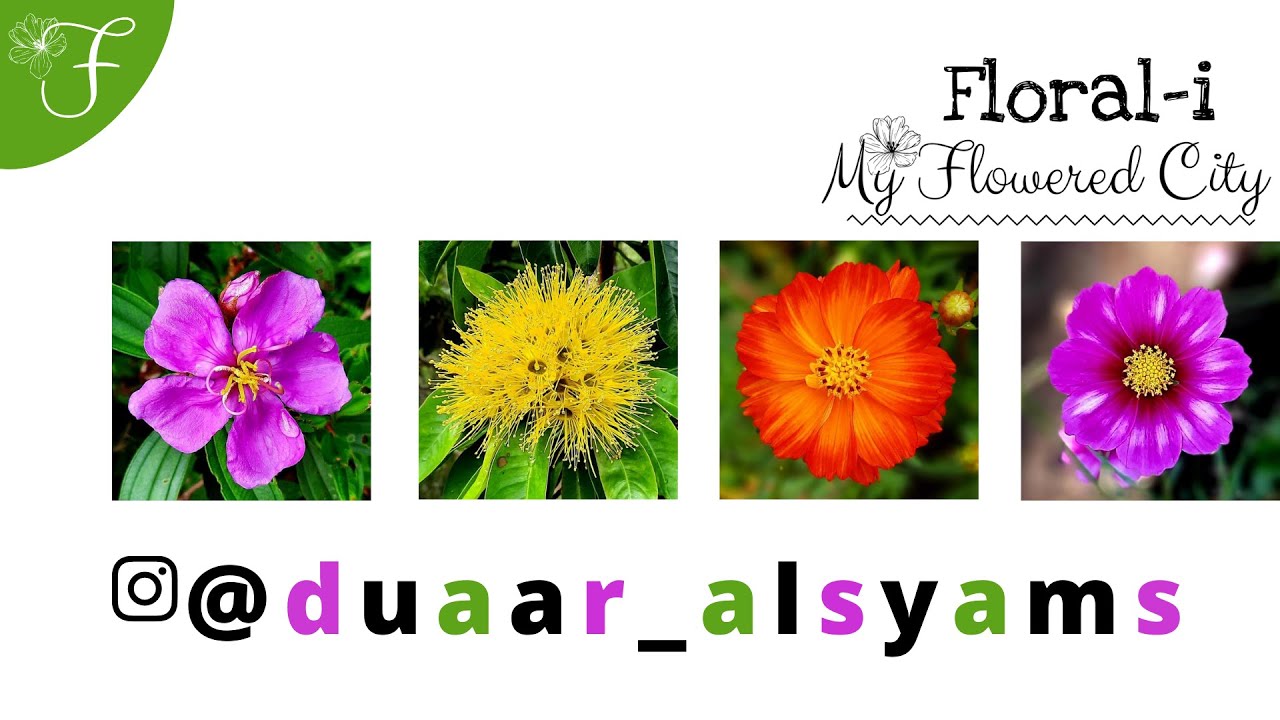 Floral-i : Hisham, flower lover - YouTube