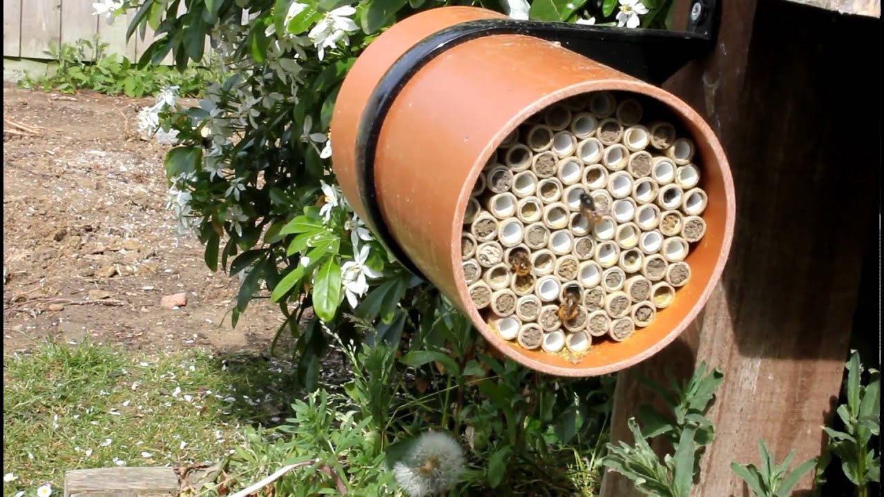 Red Mason Bees nesting - YouTube
