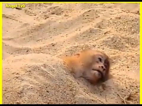 monkey was electrocuted and people trying to do rescue - YouTube