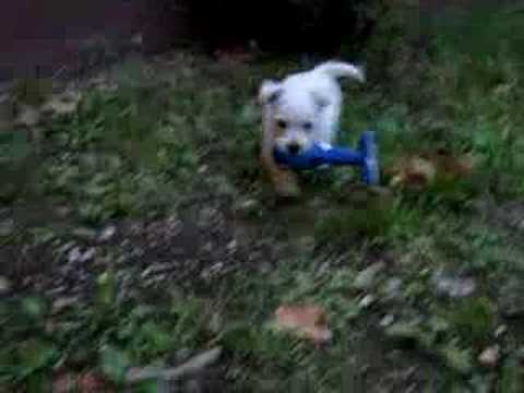 Layla our Westie (8 weeks)