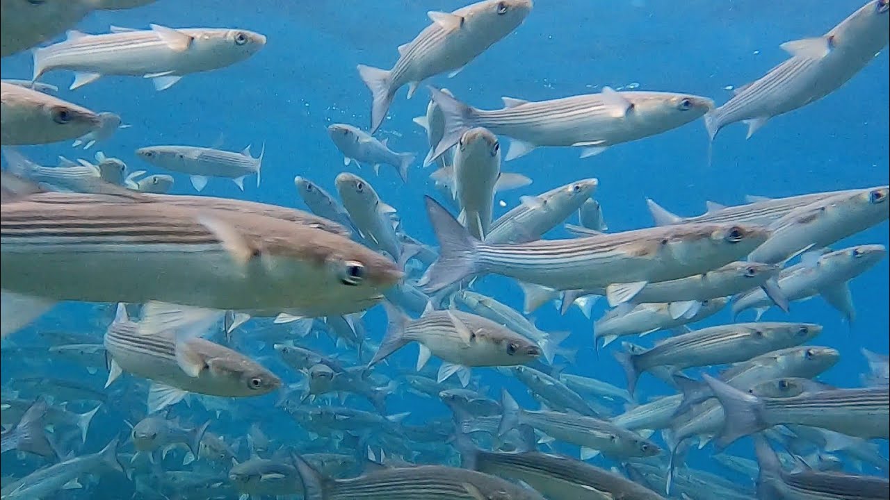 Fiumi di cefali nella tempesta ⚡ - YouTube