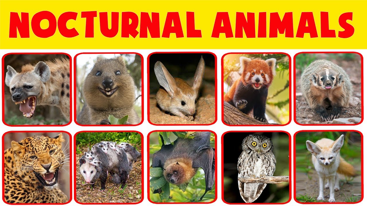 Animals Active at Night || Báo, Chuột, Linh Cẩu, Cú Dơi - Tên và Âm ...