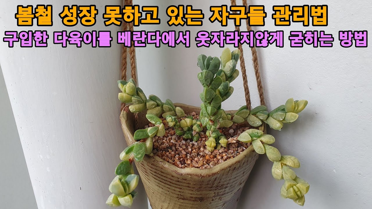 다육이♡봄철 성장 못하고 있는 자구들 관리법💓 구입한 다육이를 베란다안에서 웃자라지 않게 굳히는 방법 💓 Youtube