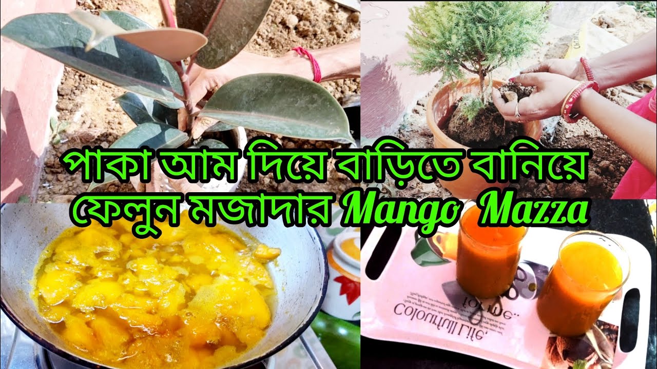 নতুন প্রান সৃষ্টির মধ্যে লুকিয়ে আছে অসম্ভব ভালো লাগা || Mango mazza ...