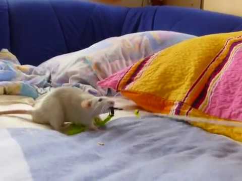 Hrajeme si s Toníčkem - hravý dumbo potkan - YouTube