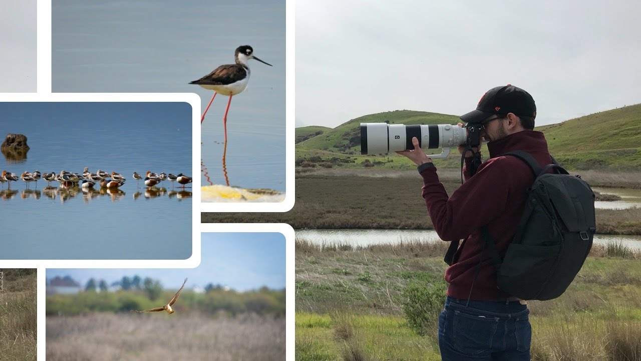 Bird photography with SONY 200-600 mm lens - YouTube