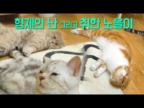 고양이의 형제의 난 그리고 취한 노을이 The troubles of the cat brothers and the drunk Noel [SURI&NOEL]