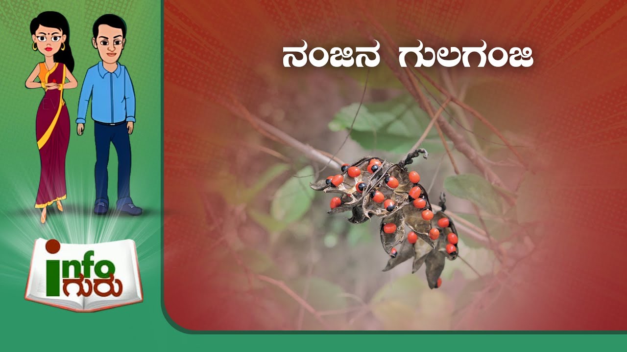"ನಂಜಿನ ಗುಲಗಂಜಿ" | Info Guru - "Nanji's Gulaganji" | Saral Jeevan - YouTube