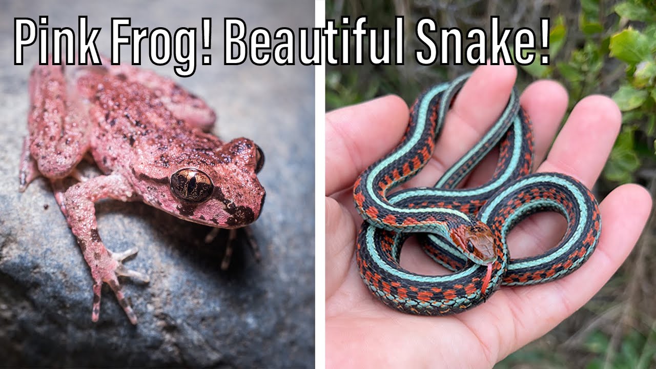 Herping Northern California! Amazing Pink Frog and Beautiful Garter ...