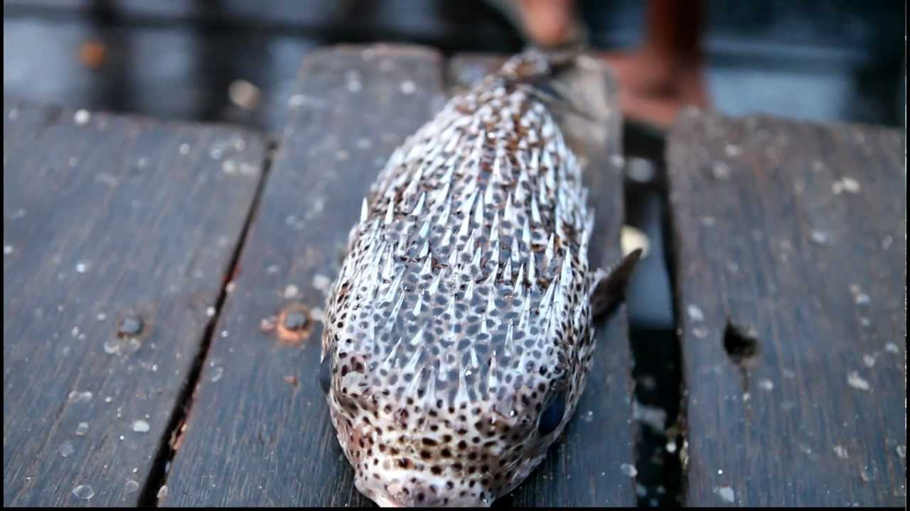 Ikan Buntal atau Ikan Durian??? - YouTube