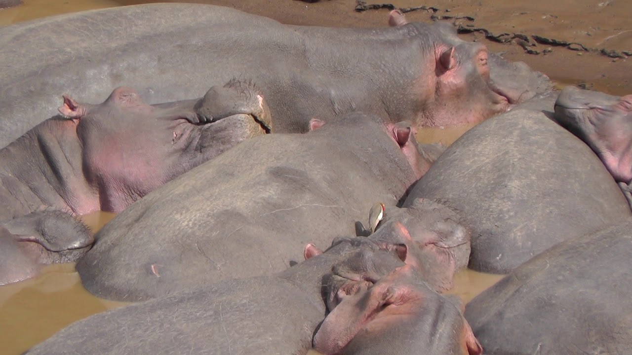 Red-billed oxpecker eating snack from hippopotamus - YouTube