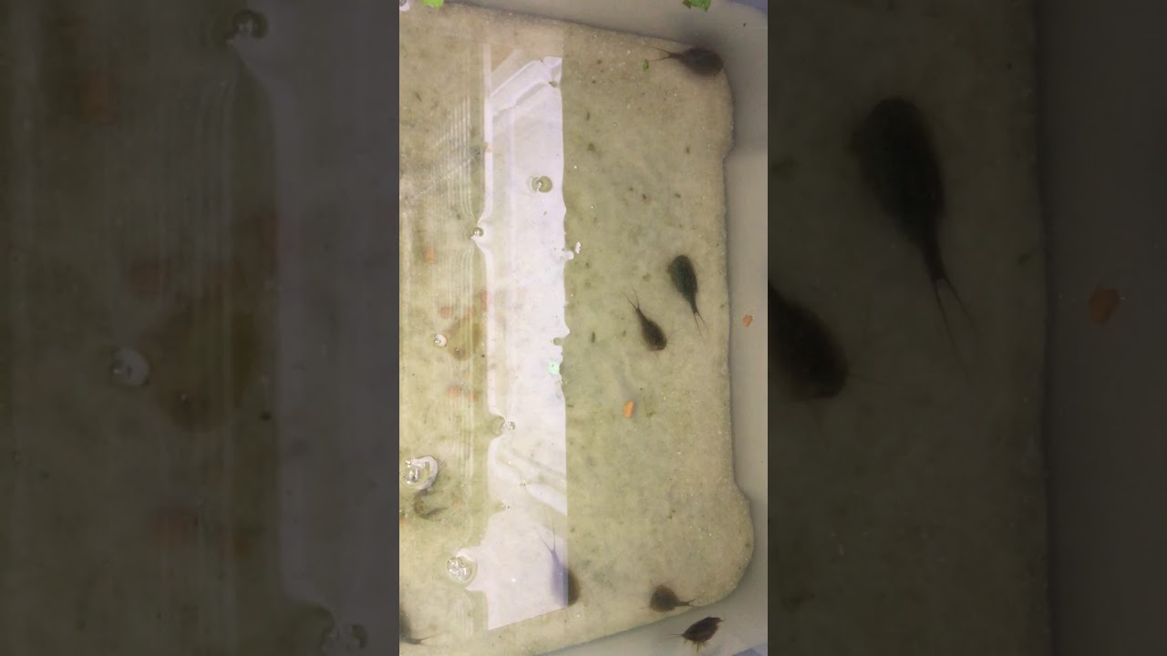 Triops mauritanicus swimming - YouTube