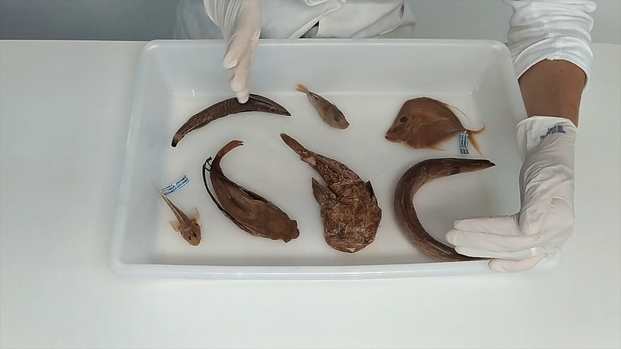 Zoologia de Vertebrados [Peixes] - Aula Prática IV - YouTube