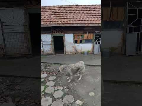 Kavkaz # çoban köpeklery#