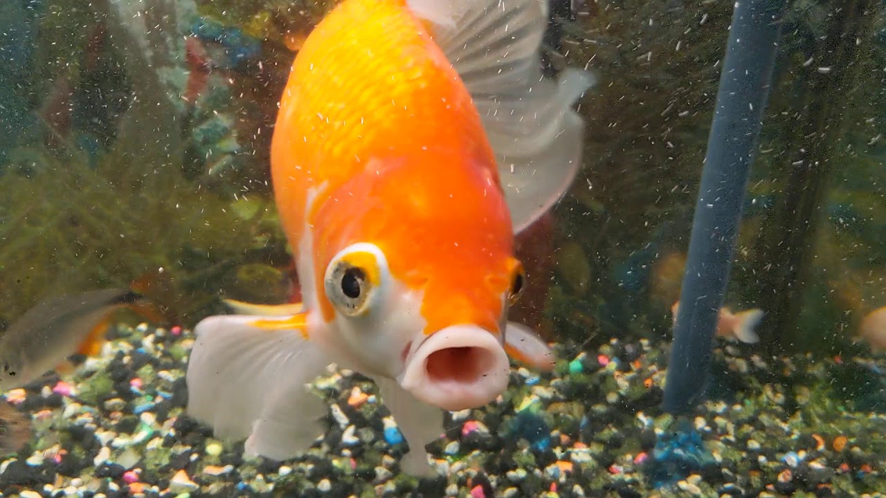 My Little Monster Fish "Savage" - YouTube