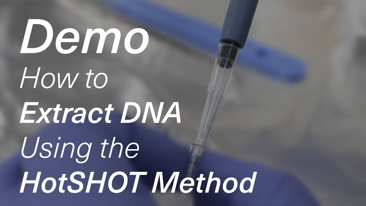 How to Extract DNA Using the HotSHOT Method (Demo) - YouTube