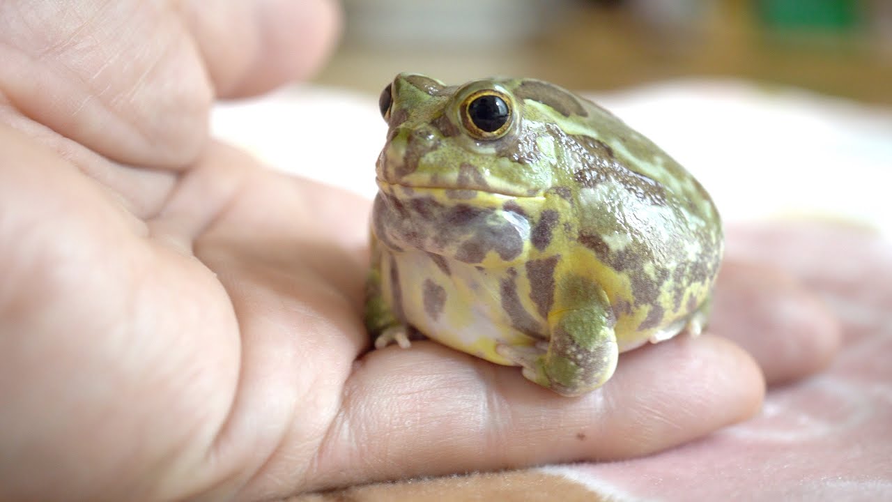 A happy green bun frog on its owner's hand👋 - YouTube