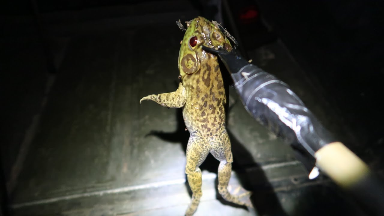 BULLFROG CATCH n COOK! *Frog Giggin* - YouTube