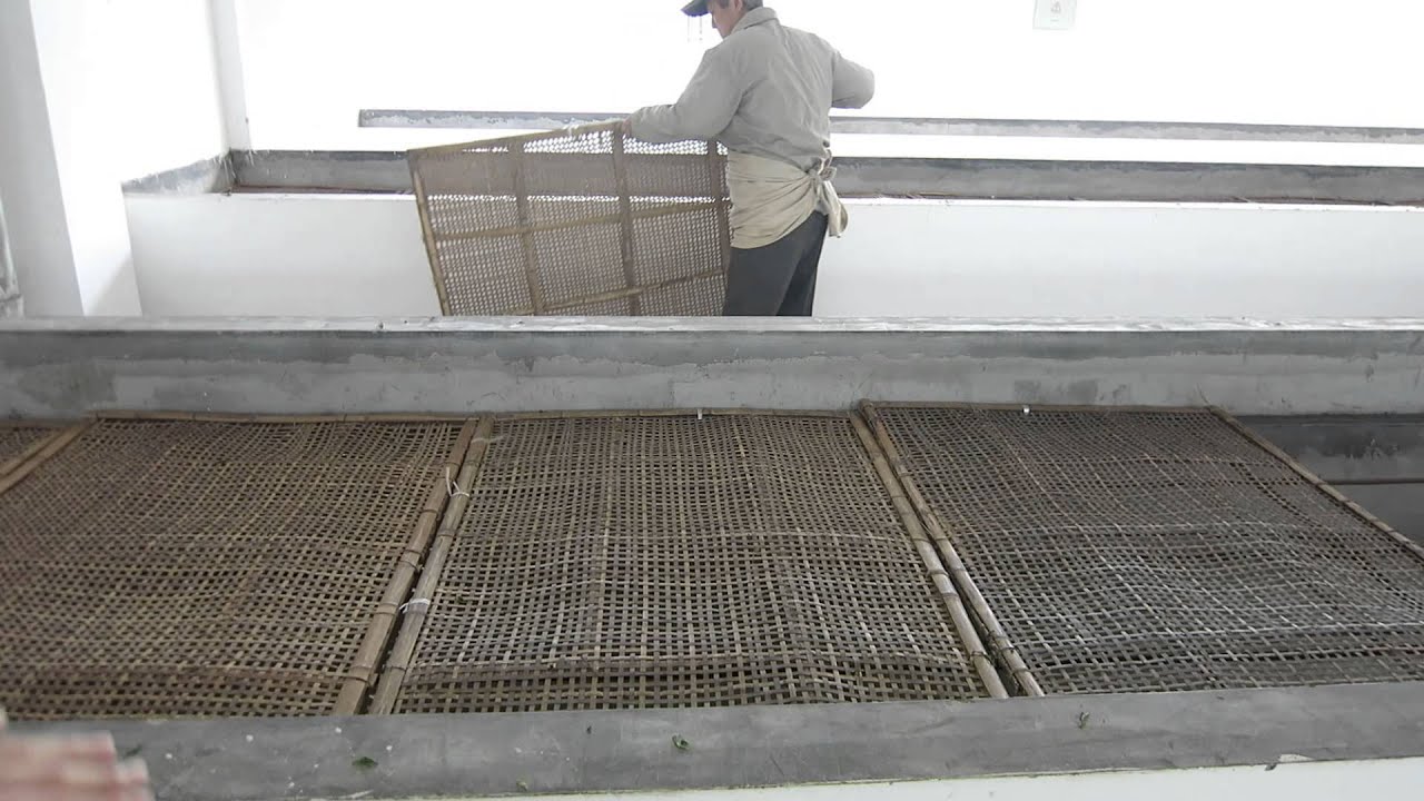 Tea withering - YouTube