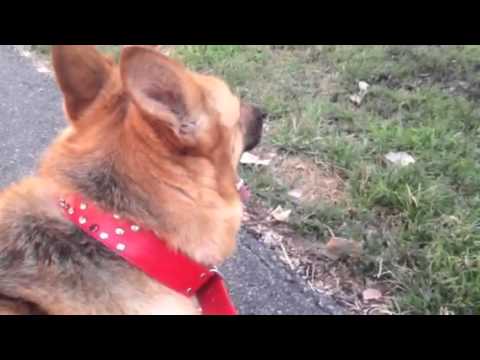 German shepherd Sheba meets german shepherd Jaida - YouTube