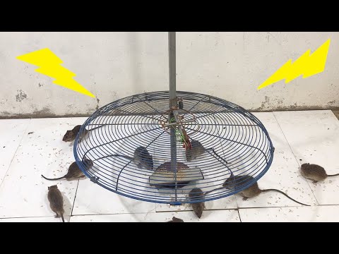 creative mousetrap Do mice avoid traps 12 - YouTube