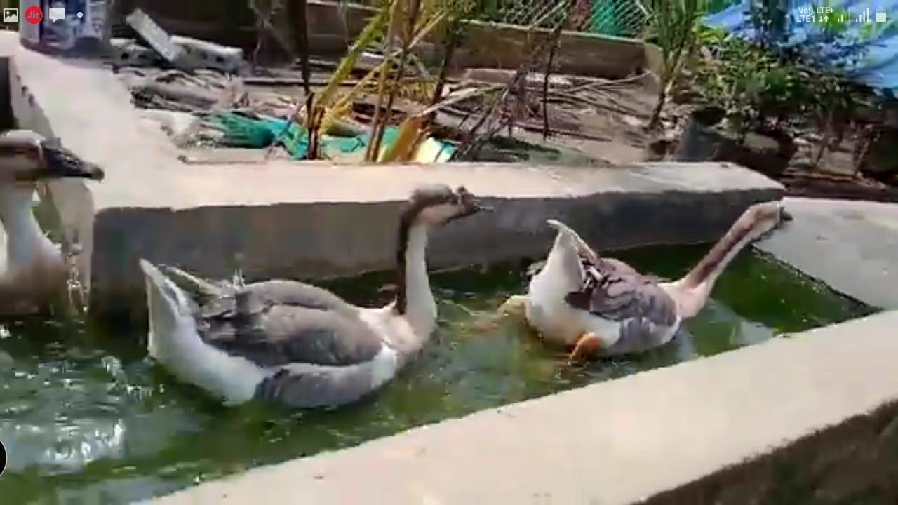 duck arayannam Swimming #farming #duck - YouTube