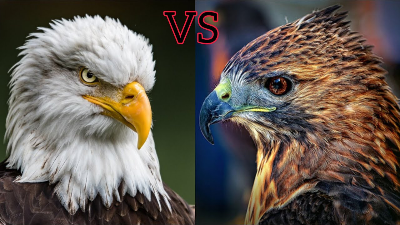 Comparing the eagle with the hawk - YouTube