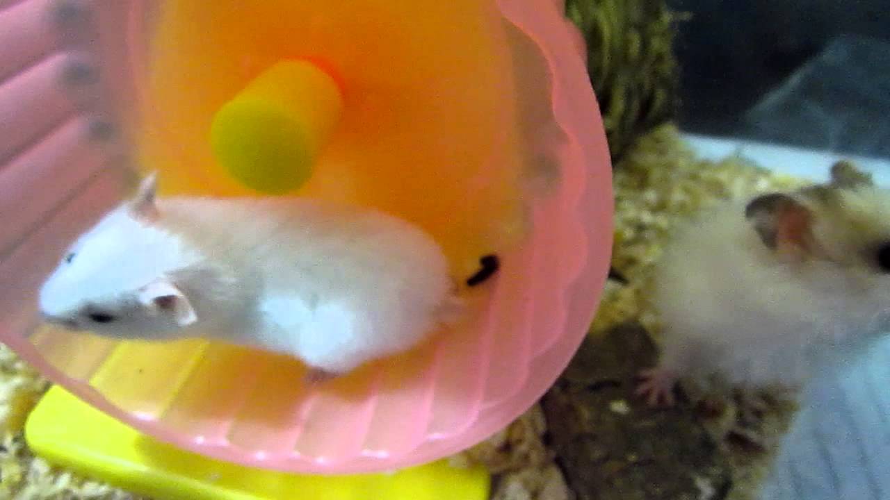 Long hair teddy bear hamster - Snowball playing wheel - YouTube