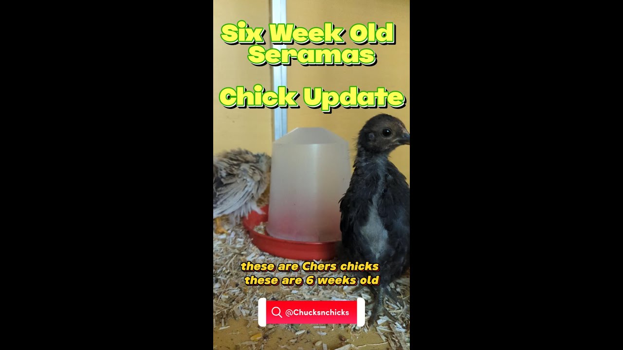 Six Week Old Seramas Chick Update |Six Week Old Chickens |Gemmas ...