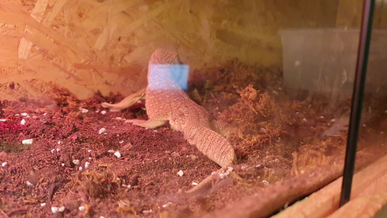 Lizard eats HUGE rat (timelapse) - YouTube