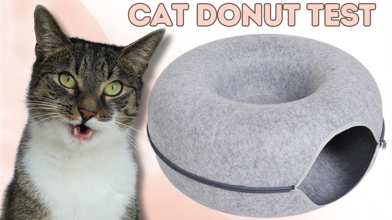 Cat Donut Test - TOY TEST - YouTube