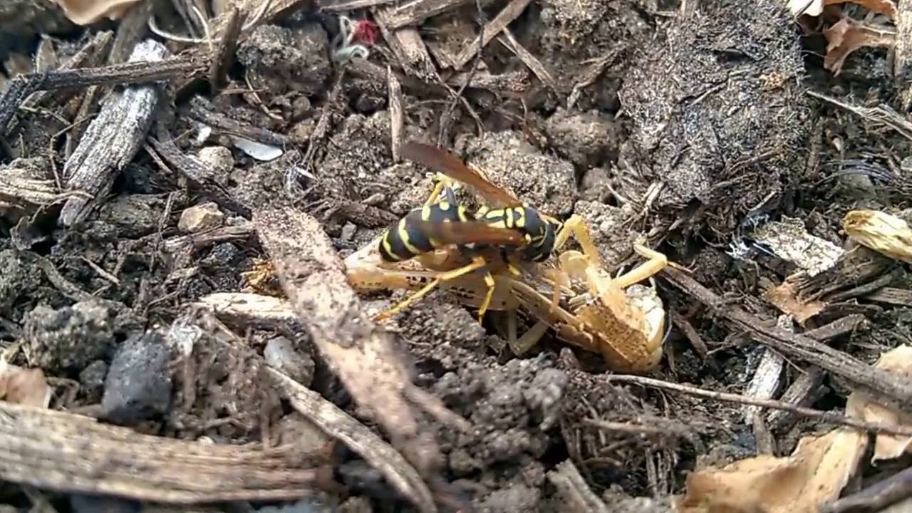 Paper Wasp Attacks and Surgically Removes Grasshopper's Organs - YouTube
