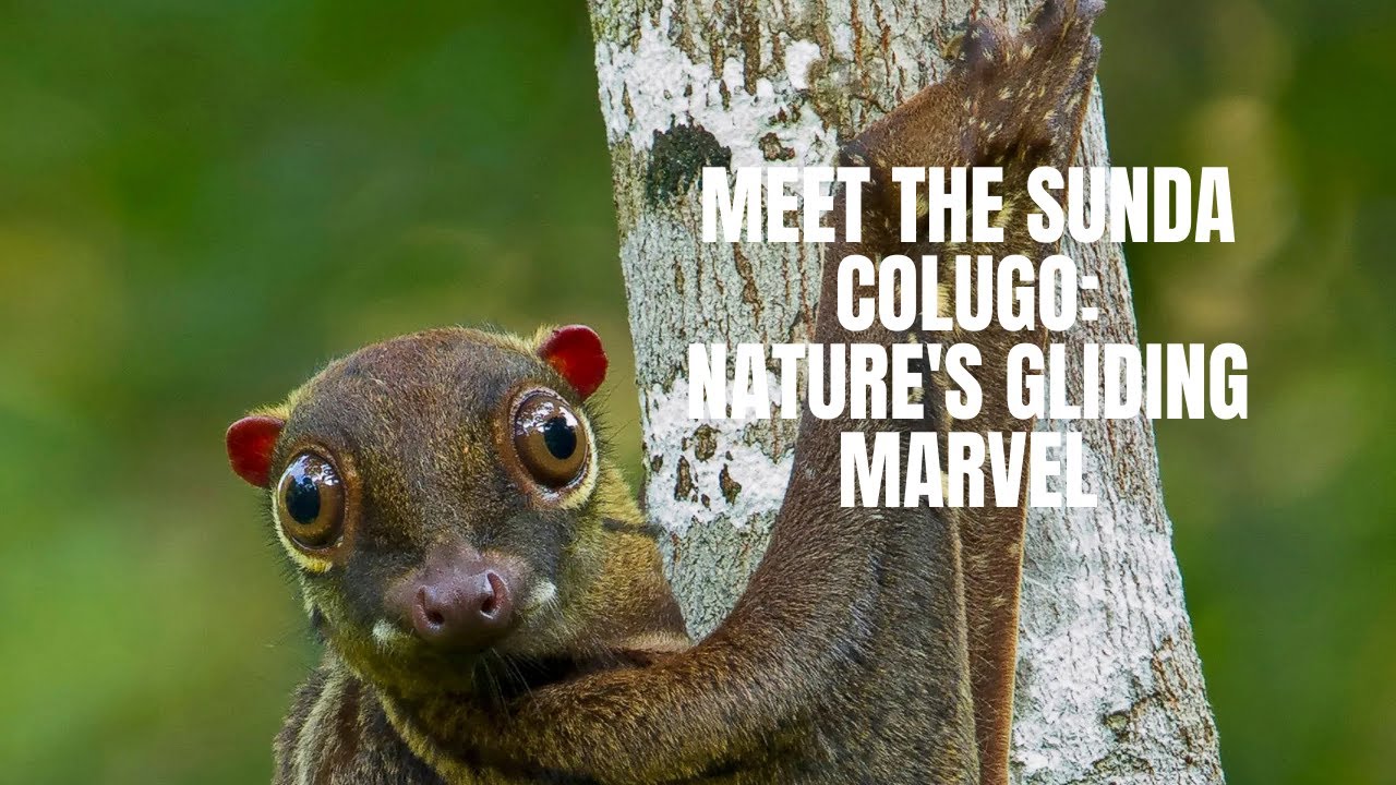 Meet the Sunda Colugo Nature's Gliding Marvel - YouTube