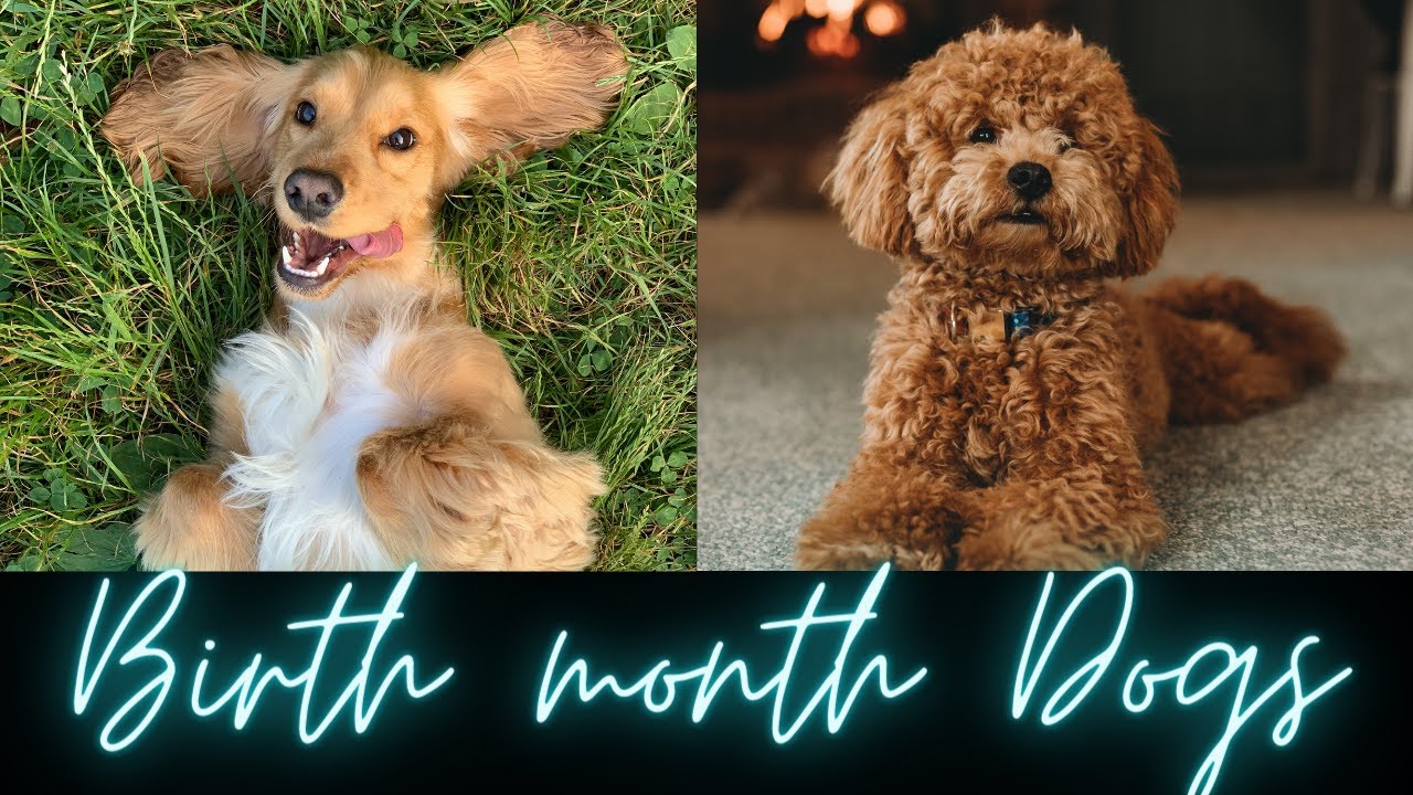 BIRTH MONTH DOGS! - YouTube