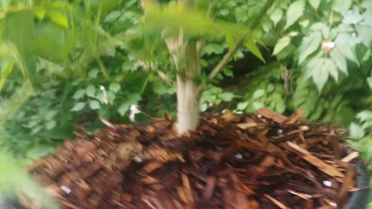 Outdoor Cheese Strain - YouTube