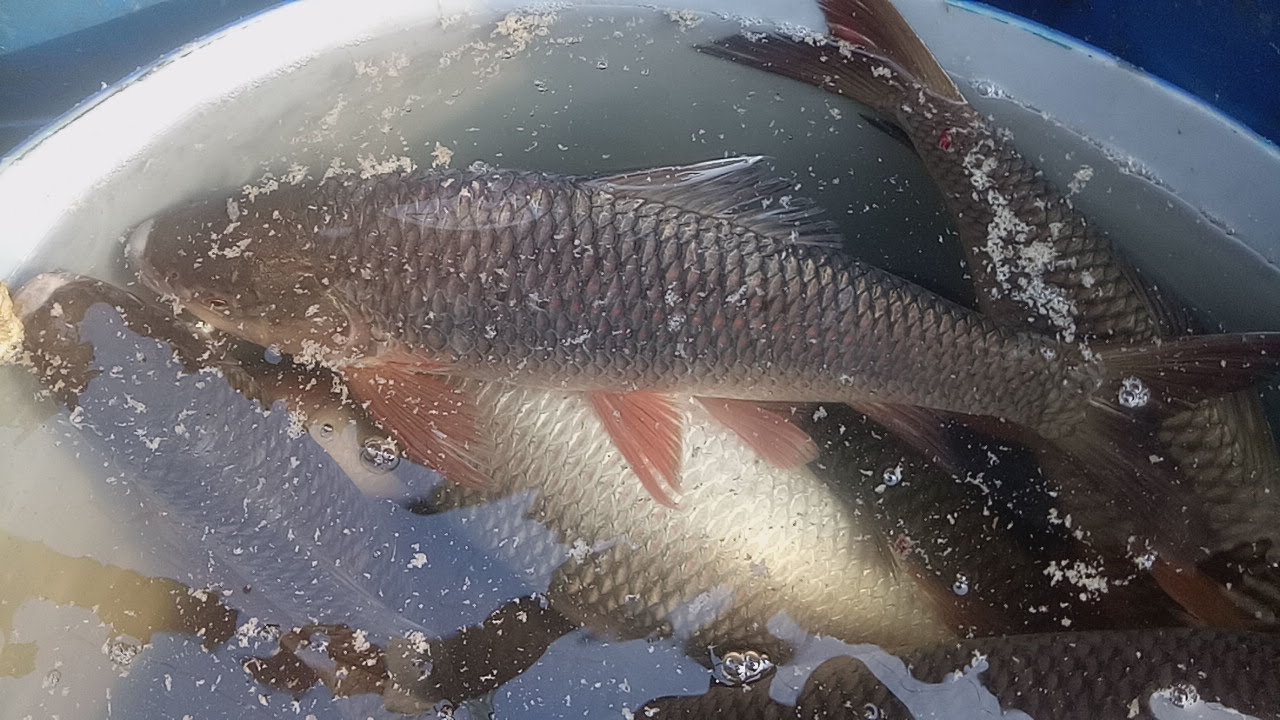 Amazing Ruha Living fish II CuttingFish-3 #Short - YouTube