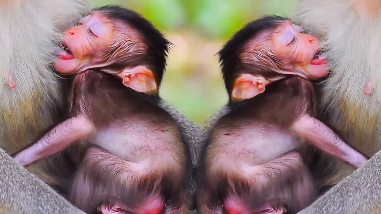 🐒 Baby Monkey’s First Steps – A Journey of Curiosity and Love - YouTube