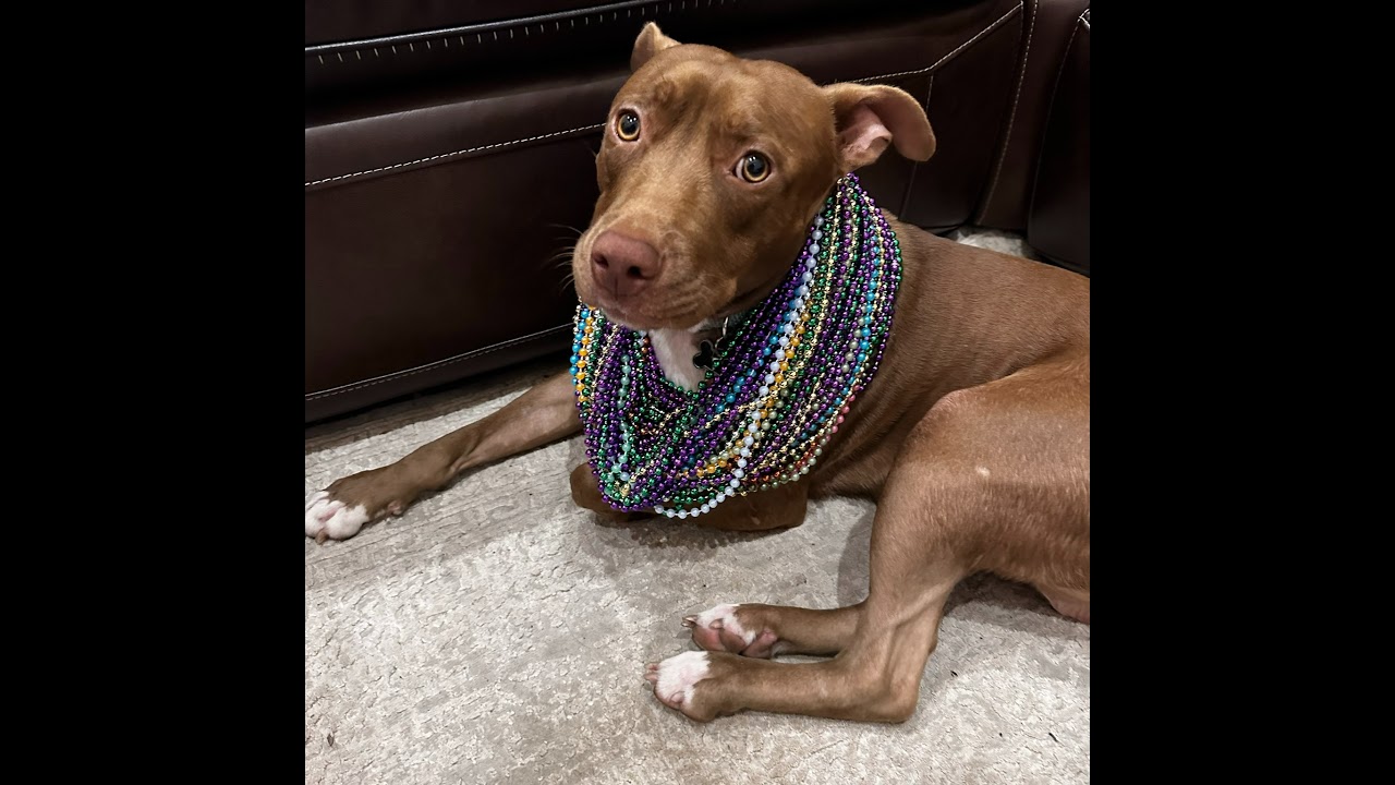 Aaron Simmons Live Stream - YouTube