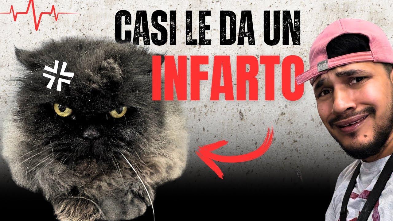 A ESTE GATO CASI LE DA UN INFARTO EN LA BAÑERA 😱⚠️ - YouTube