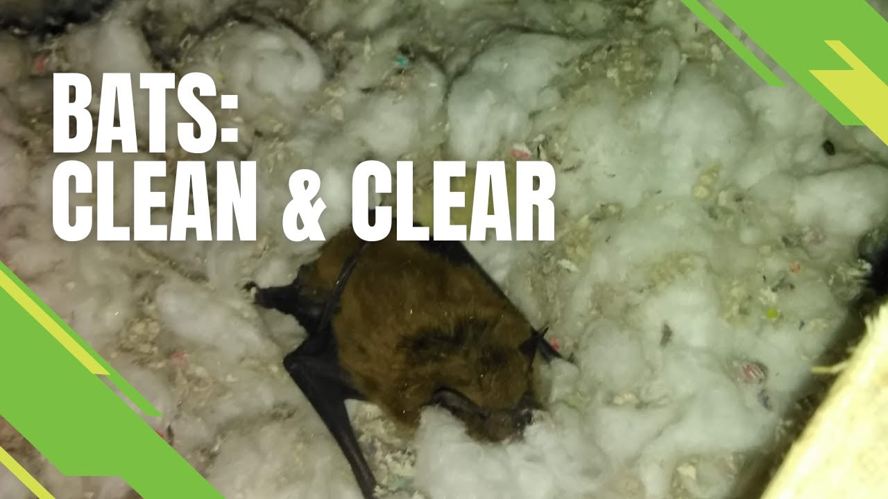 Bats - Clean & Clear - Skedaddle's Three Step Process - YouTube