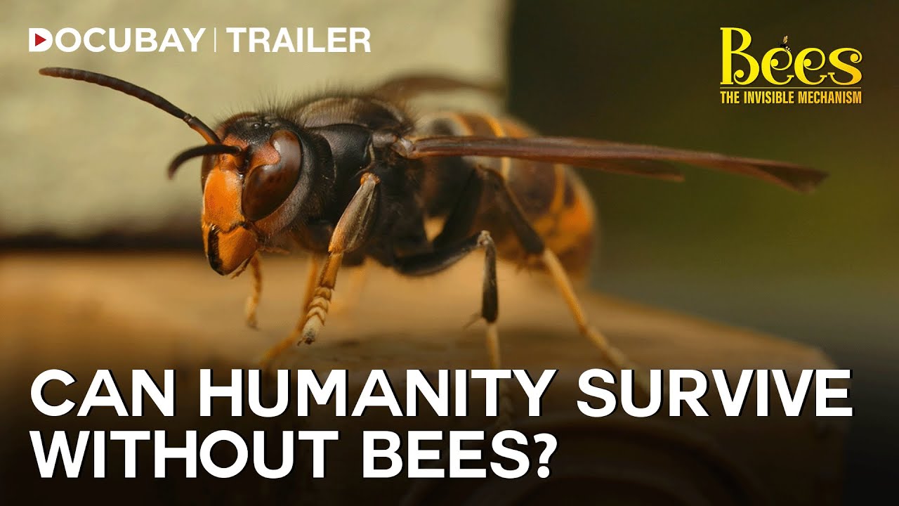 A race against time to save the Bees | Bees - The Invisible Mechanism ...