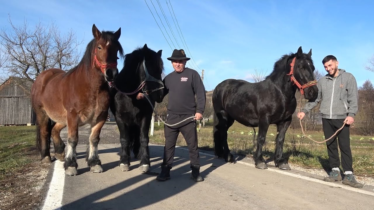 Caii lui Florin de la Beznea, Bihor - 2024 Nou!!! - YouTube