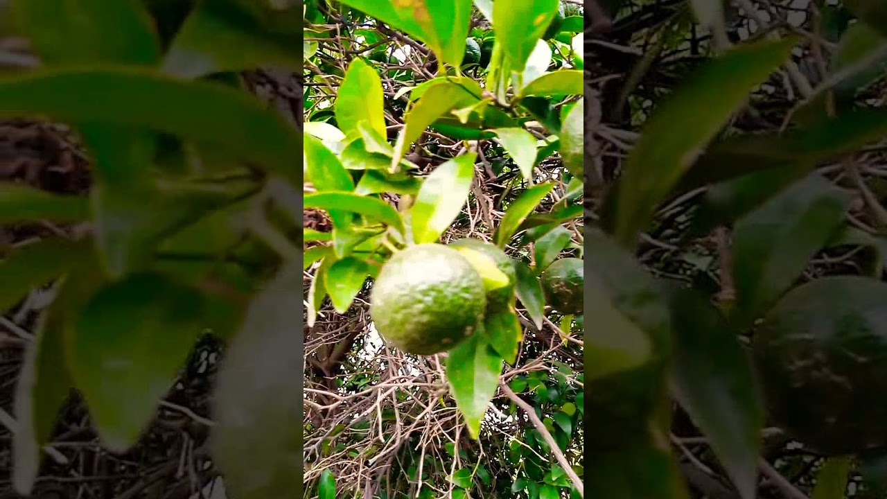 # orange 🍊 fruits.keno #shorts #shortvideo - YouTube