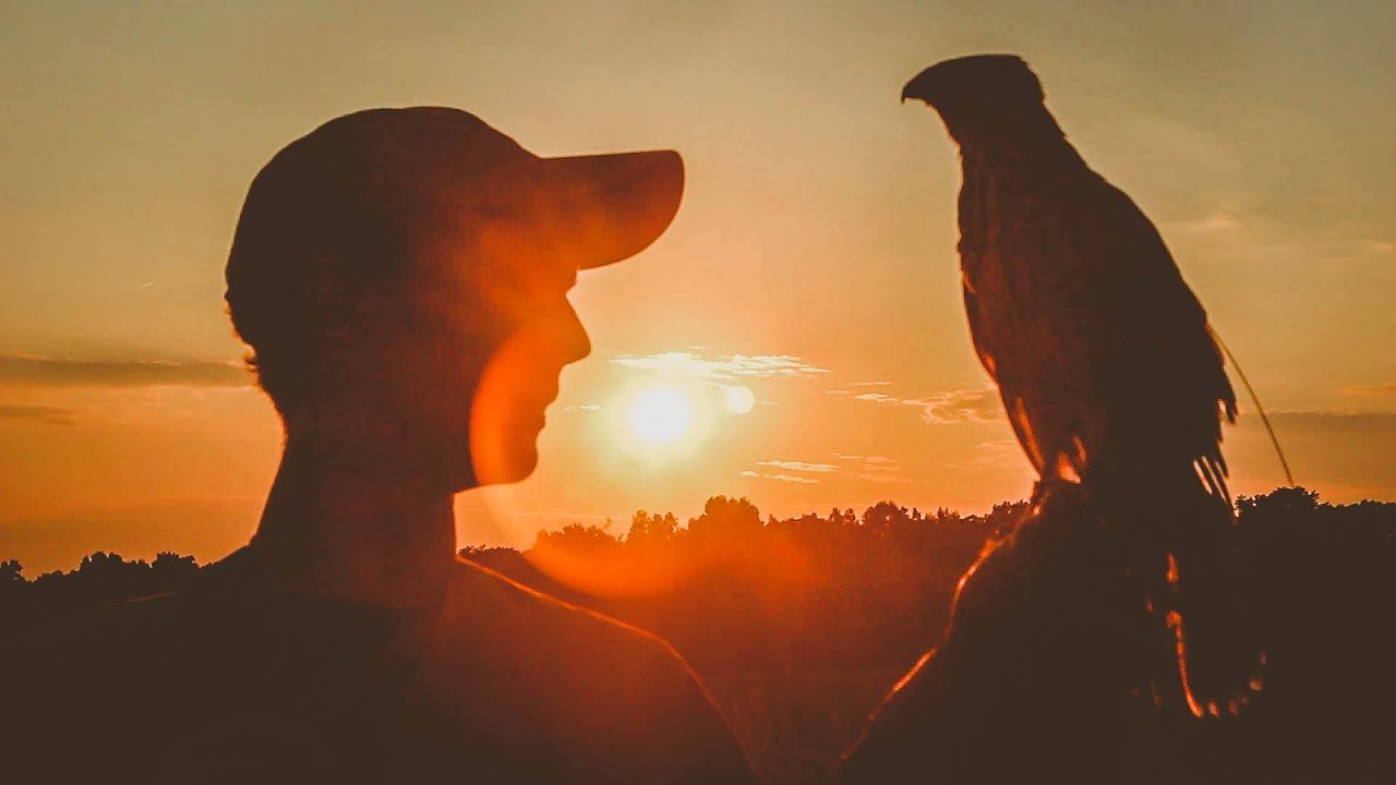 Raising, Training, and Hunting a Cooper's Hawk: A Synopsis - YouTube