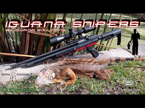 Iguana Snipers: Hunting wild iguanas in Florida using a PCP airgun with ...