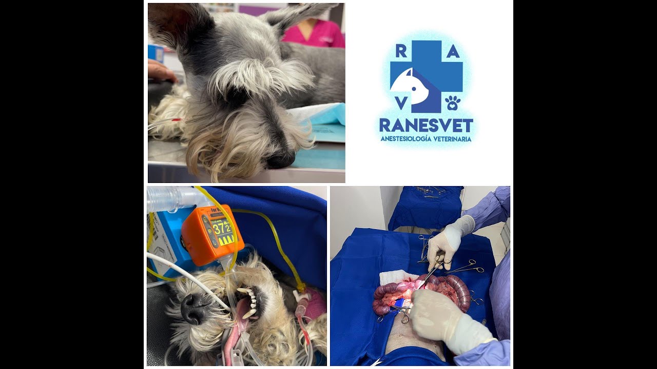 Veterinary Capnograph Monitor/ VET Mini Capnometer - YouTube